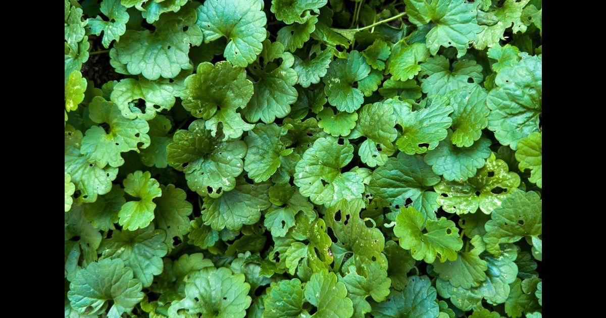 ground ivy