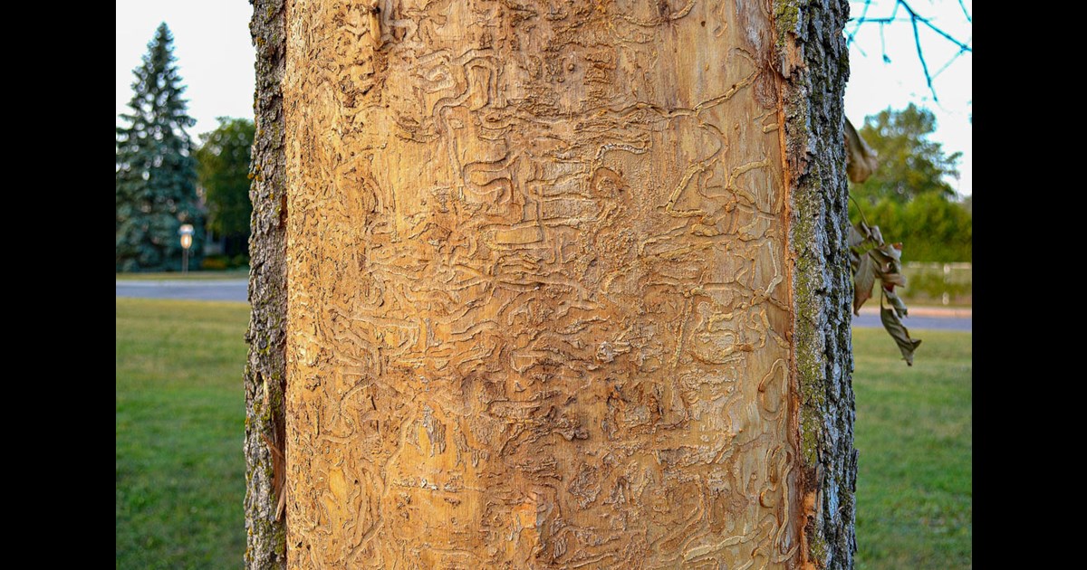 Why Is Bark Falling Off the Trees