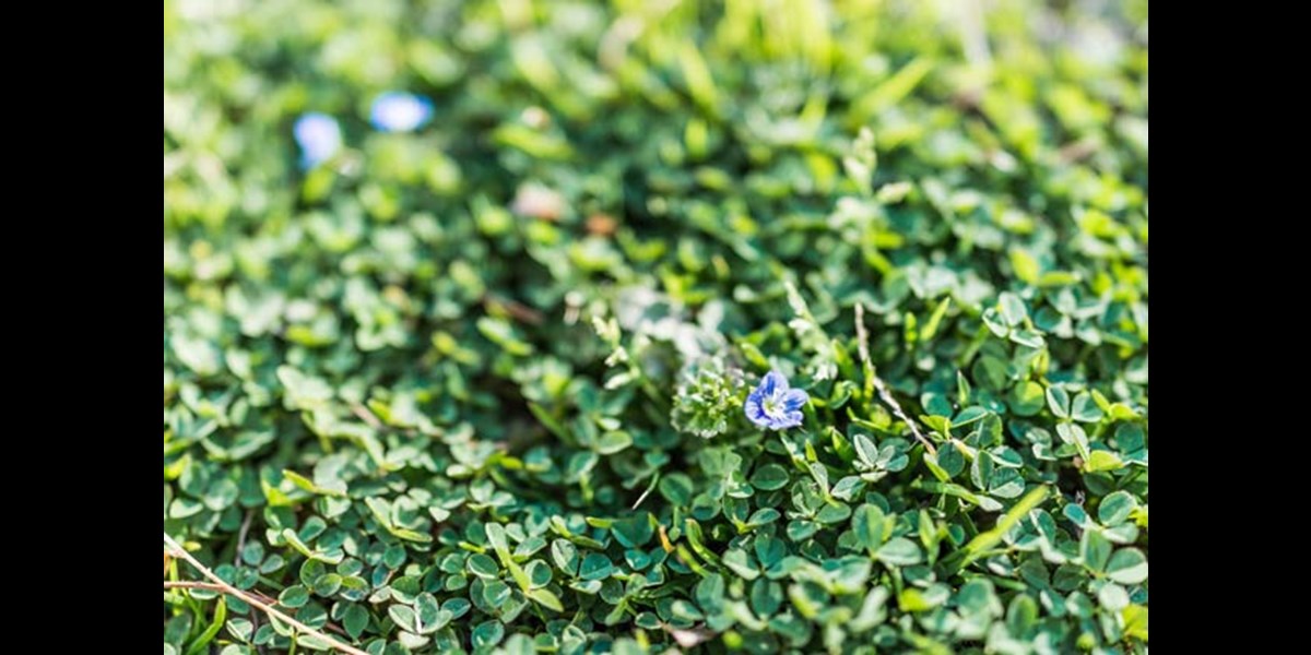 corn speedwell invasive