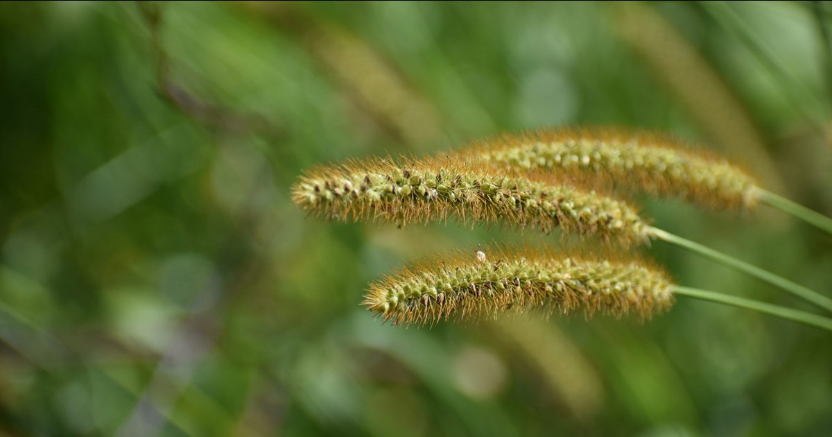 How to Control Yellow Foxtail Effectively