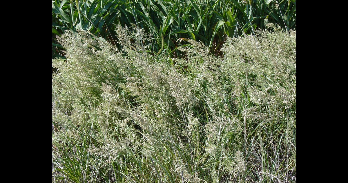 stinkgrass