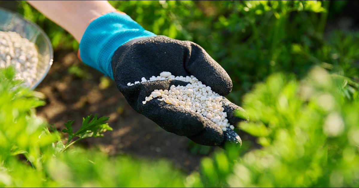 When and How to Fertilize Plants