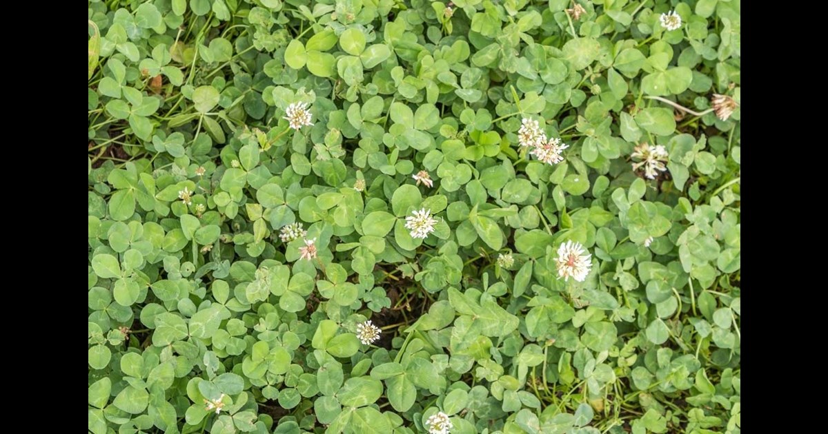 white clover