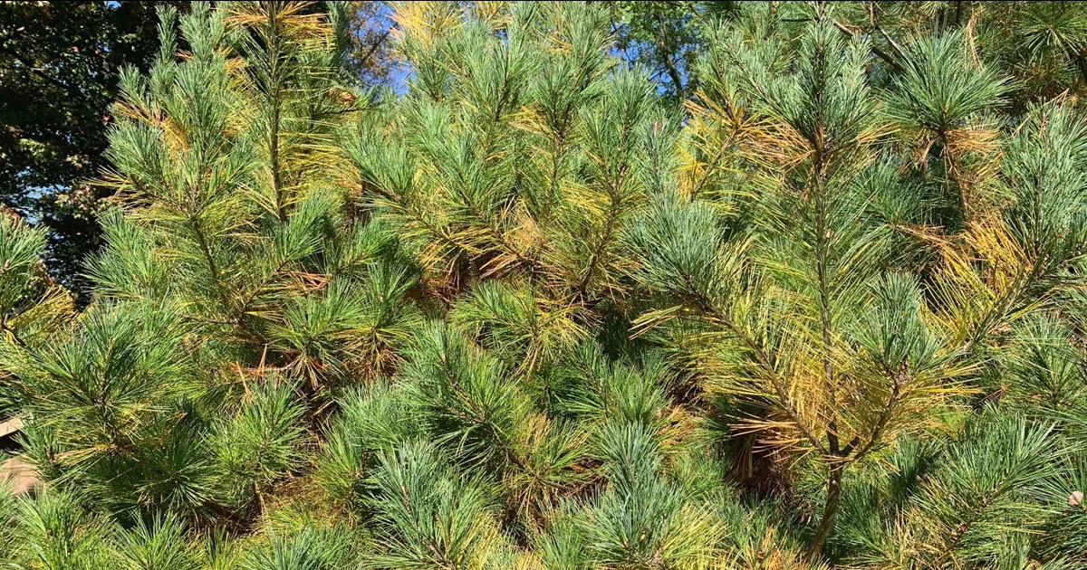 The Yellow-Needle Fakeout