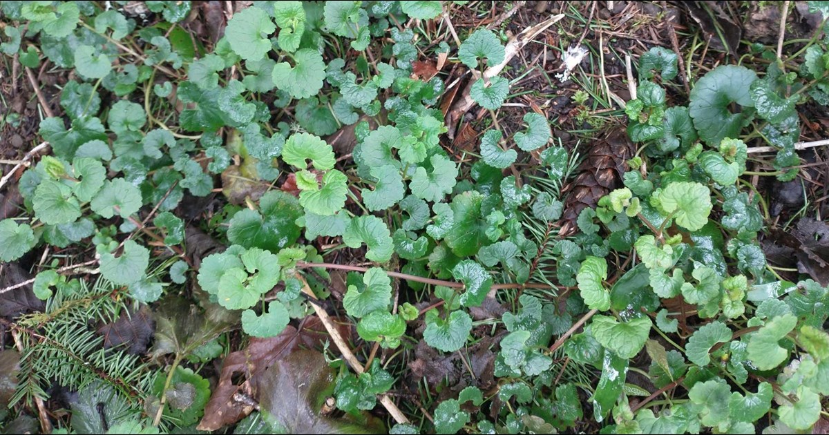 Weeds that Spread by Runners