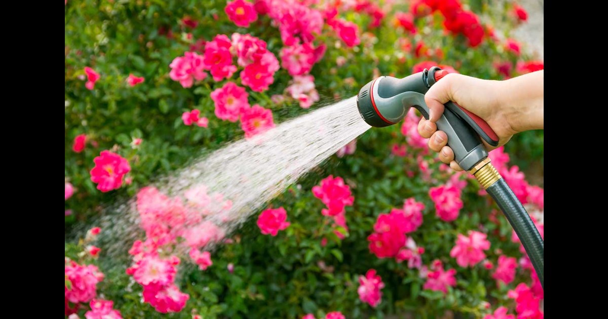 July Gardening Checklist