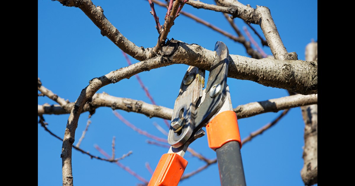 February Gardening Checklist