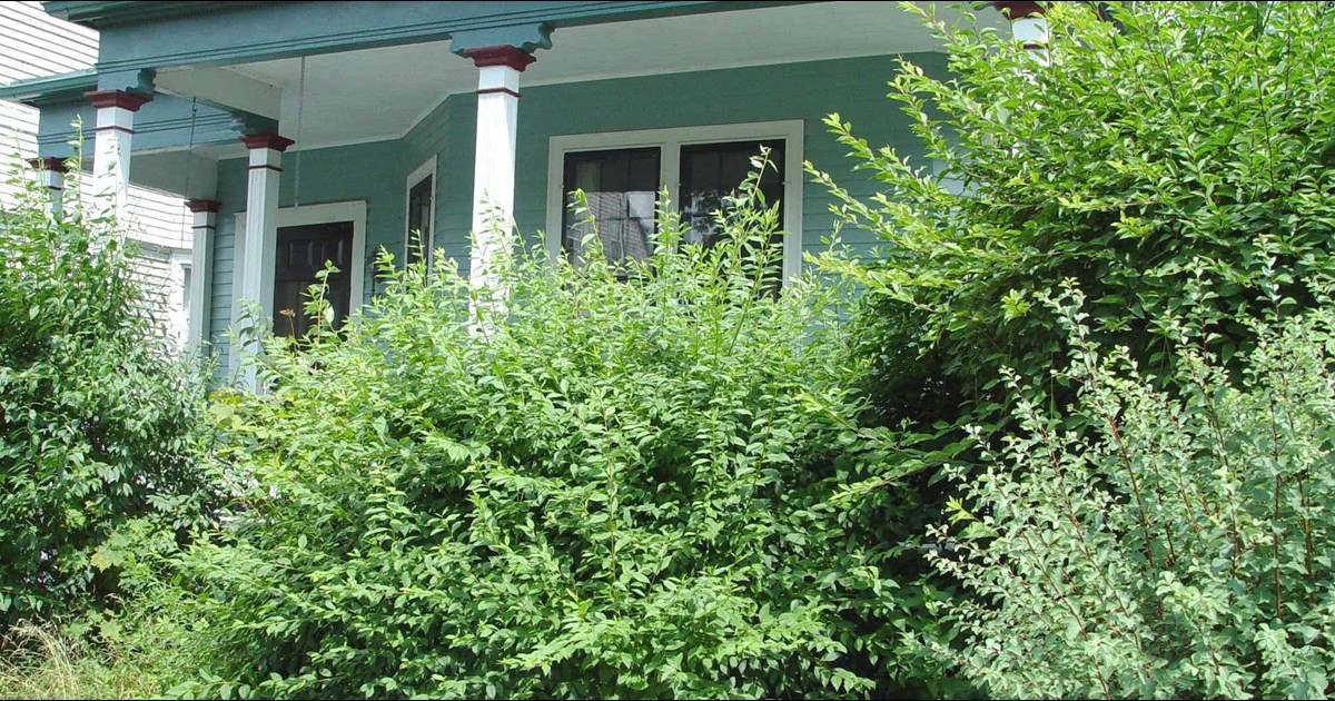 How to Renovate an Overgrown Shrub