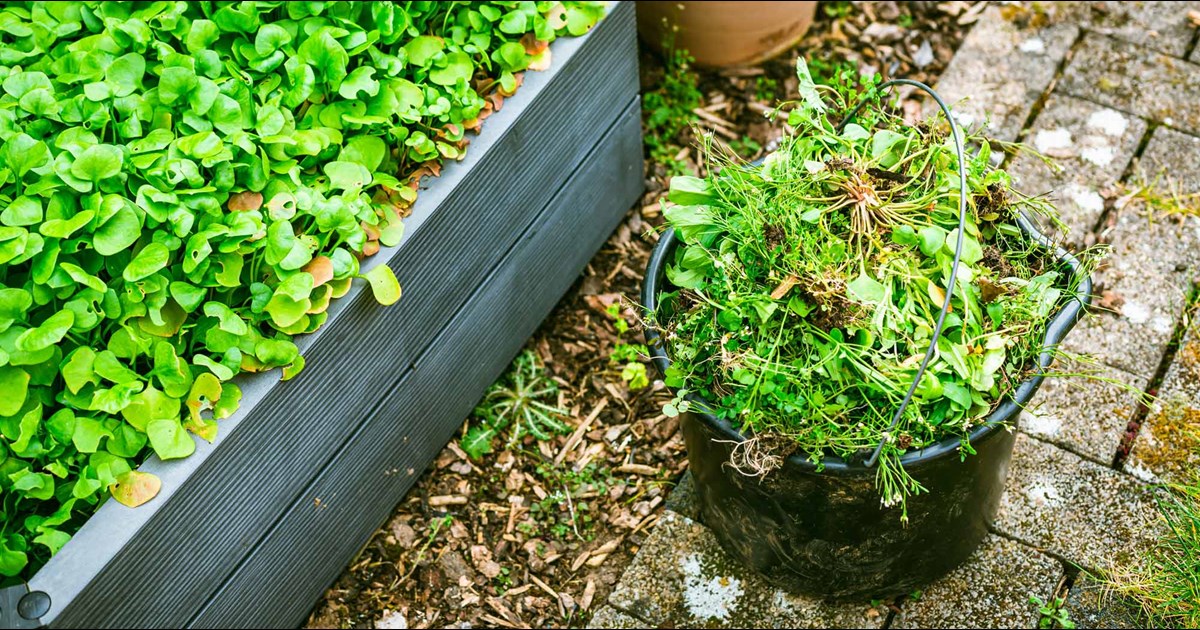 Can Weeds Go in the Compost Pile?