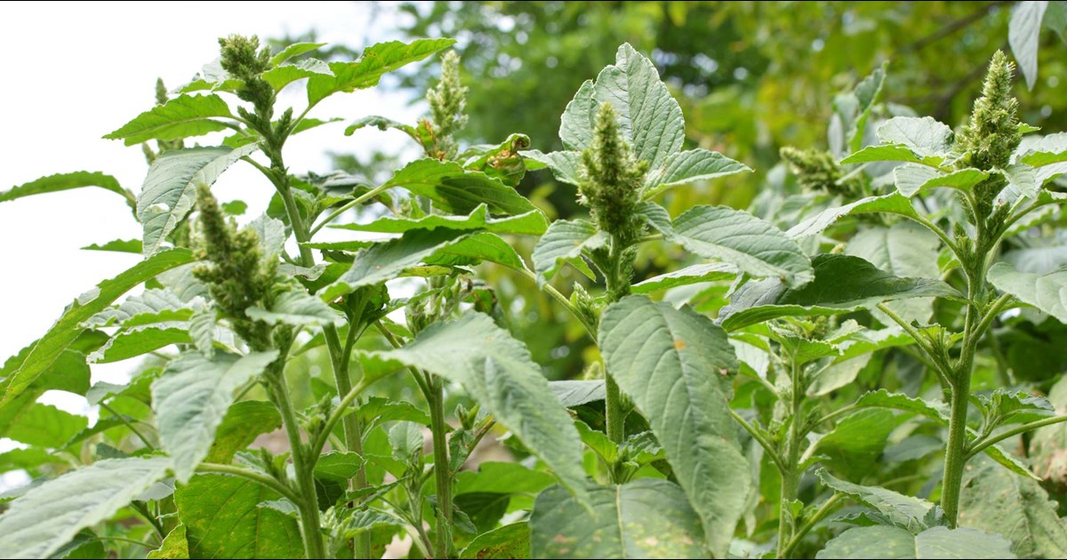How to Control Redroot Pigweed