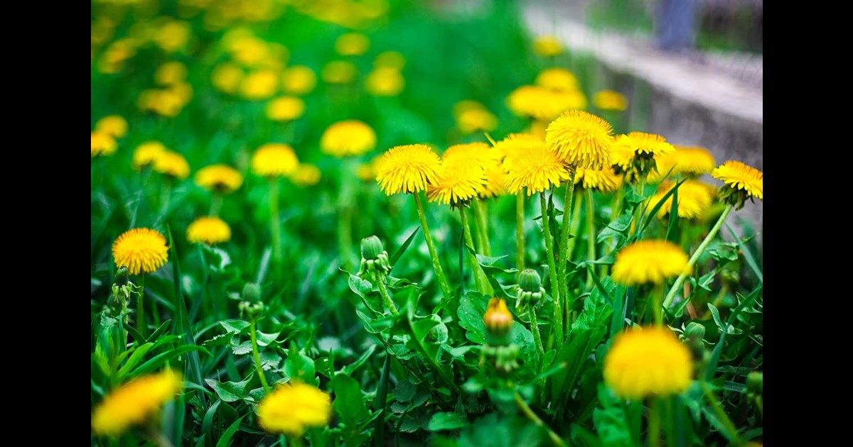 Weed Prevention Takes Less Time Than Other Weed Control Methods