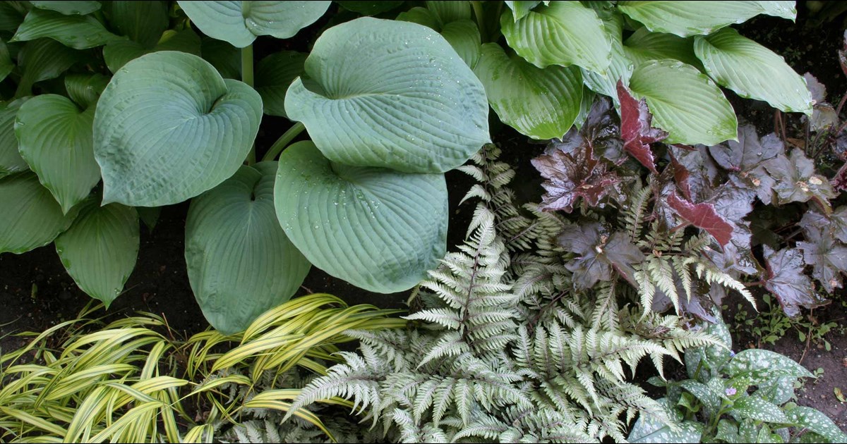 Planting Under Trees: How to Deal with Dry Shade and Big Tree Roots