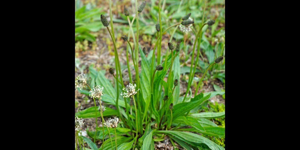 Buckhorn Plantain Ribwort Plantain (Plantago Lanceolata) | Feedipedia