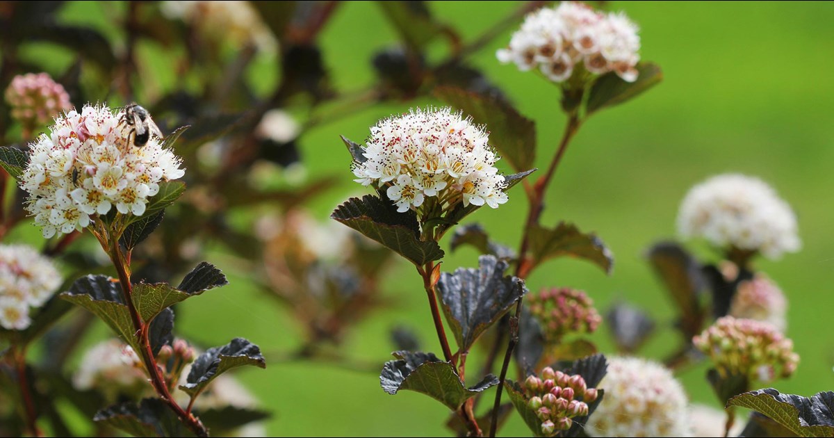 Why Shrub Sizes Are Shrinking