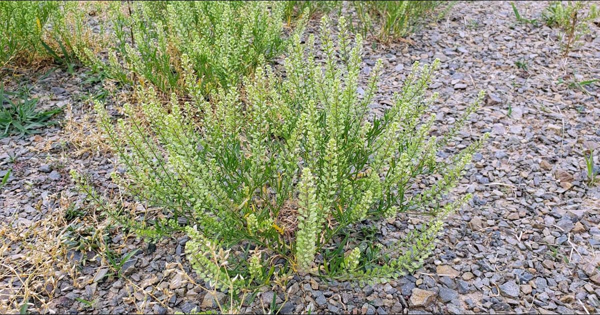 Virginia pepperweed