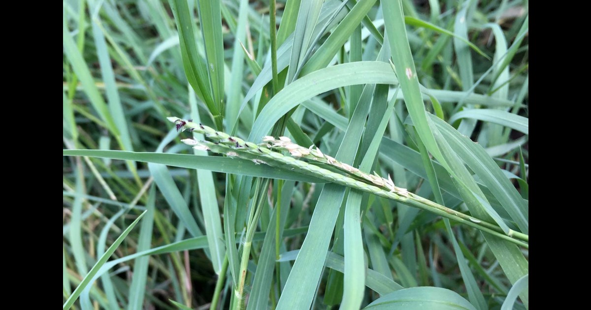 signalgrass