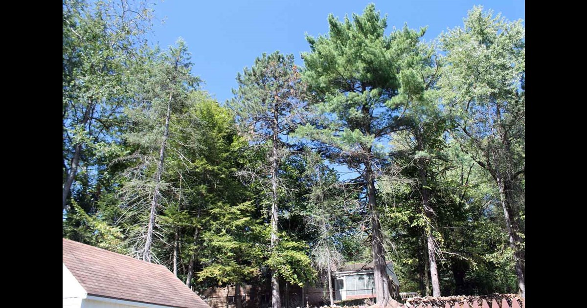 Why Are So Many Evergreens Dying?