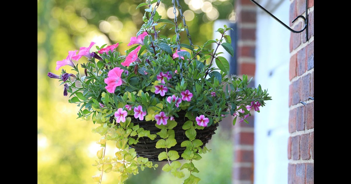 How to Grow Glorious Hanging Baskets