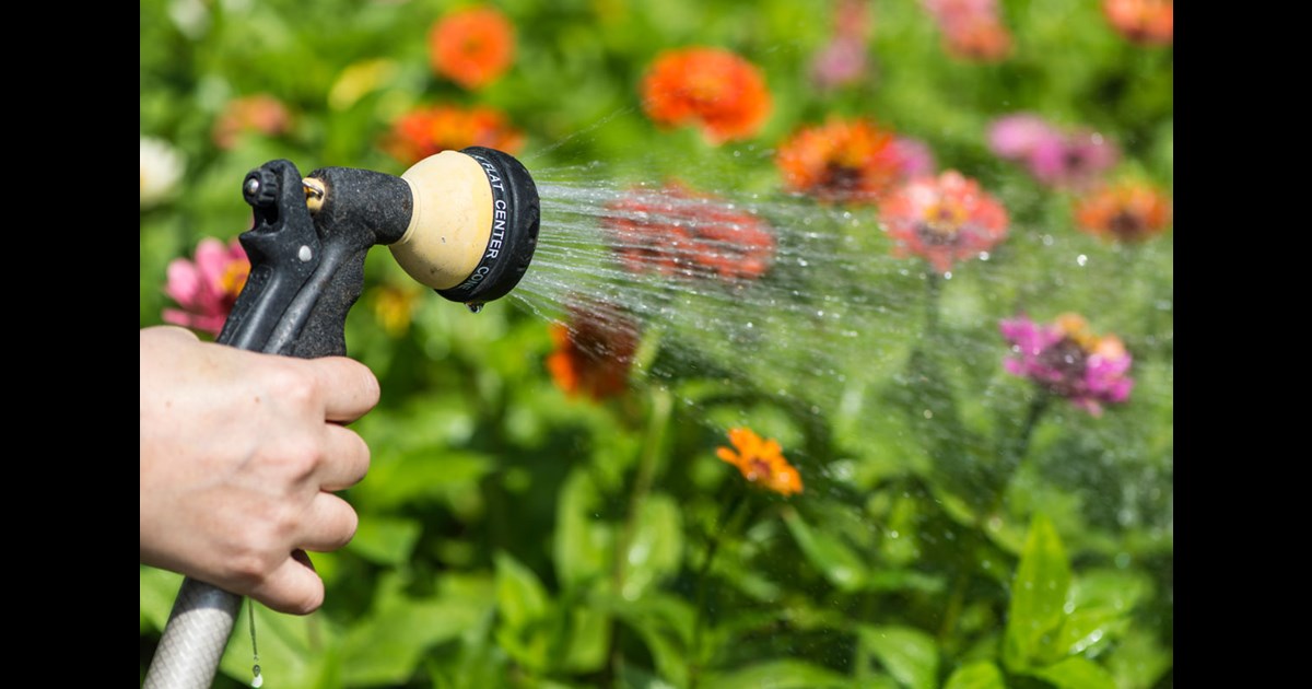 Watering Triage: What to Water First and What Can Wait