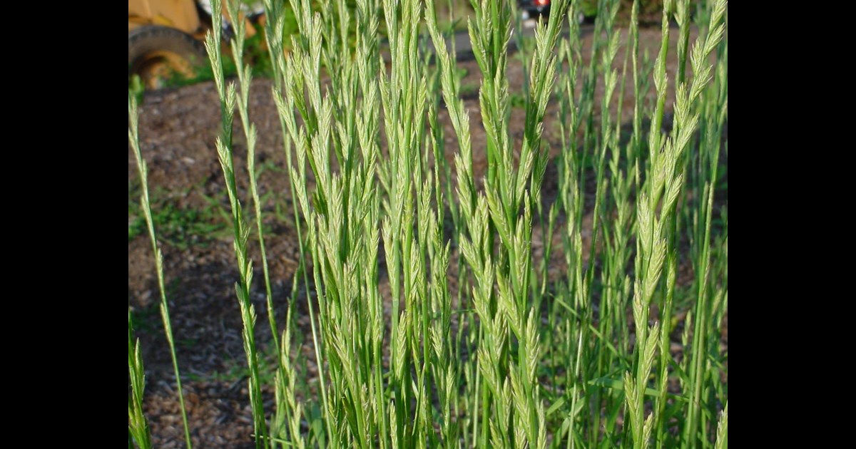 perennial ryegrass