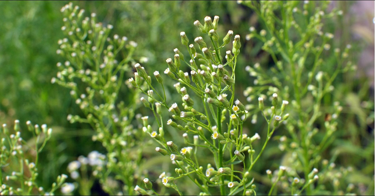 How to Control Marestail