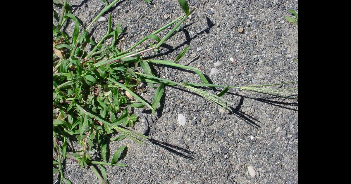 large crabgrass