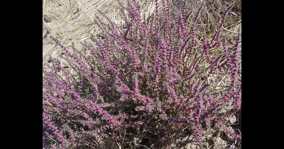 Russian thistle