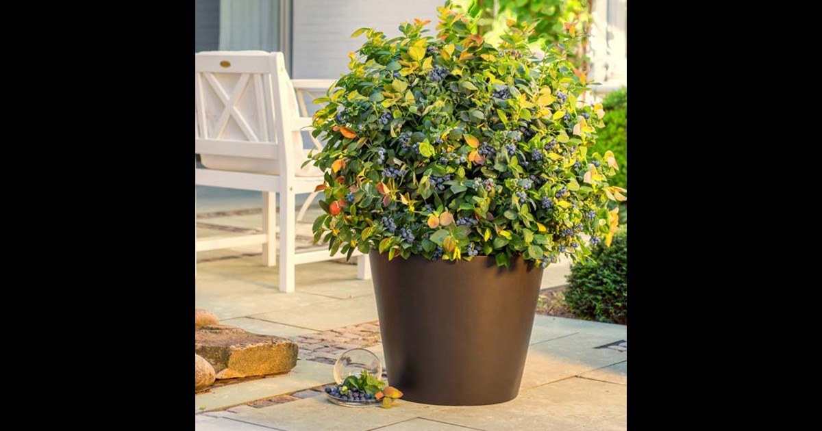 The Best Berries to Grow in Containers