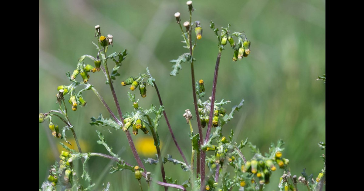 How to Control Groundsel