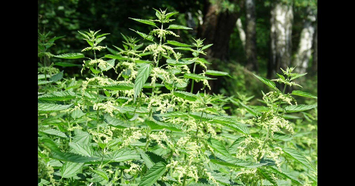 Weeds that Cause Skin Rashes