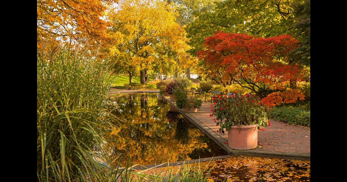 5 Best Shrubs for Fall Color