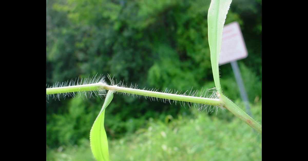 southern crabgrass