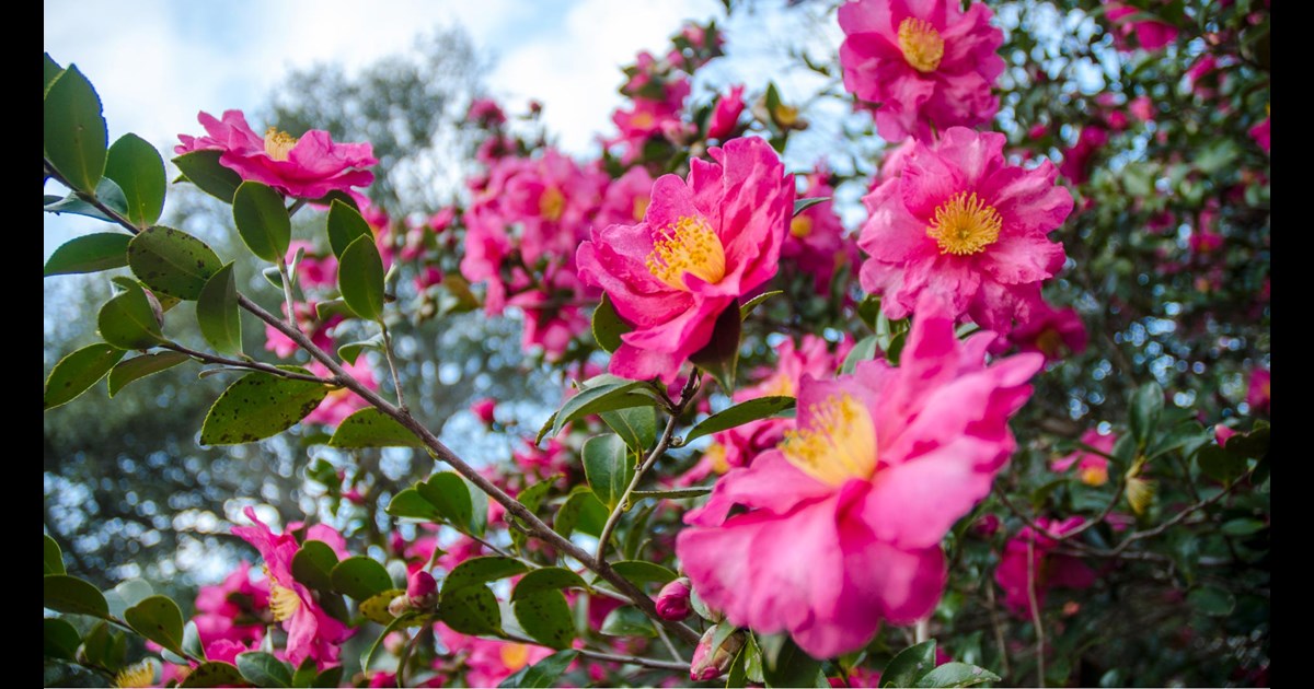 Top 10 Early Bloomers