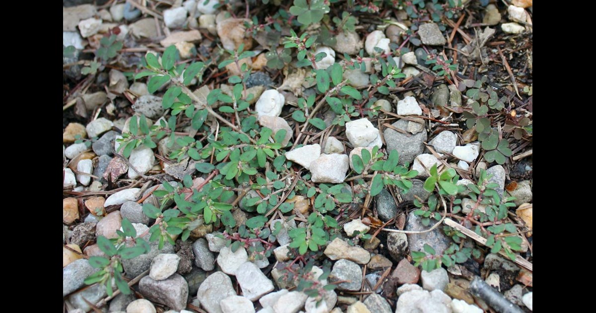 Prostrate Knotweed: The Creeping Weed that Likes Bad Soil