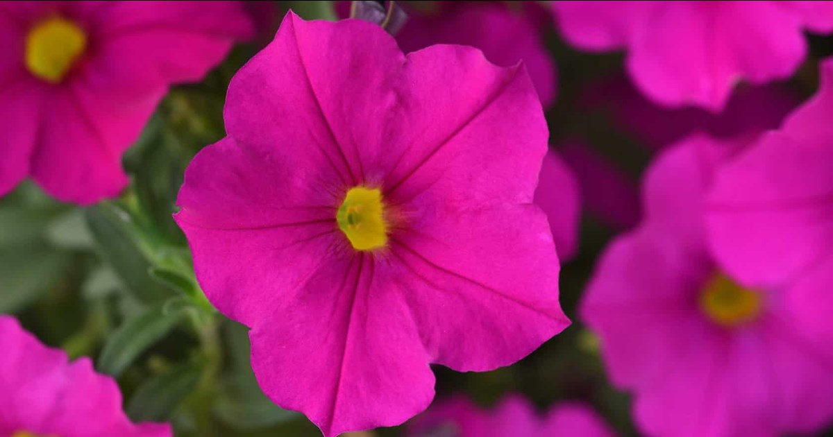 Seven of the Best New Annual Flowers of 2024