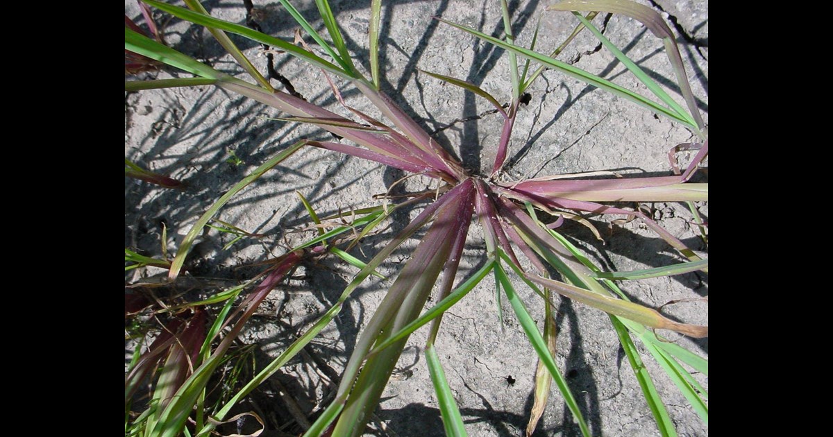 barnyardgrass