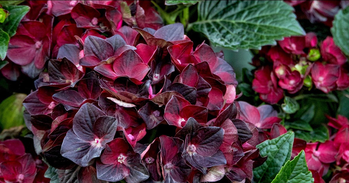Seven of the Best New Trees and Shrubs of 2026