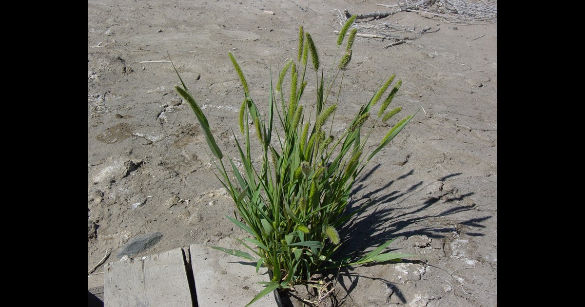 green foxtail