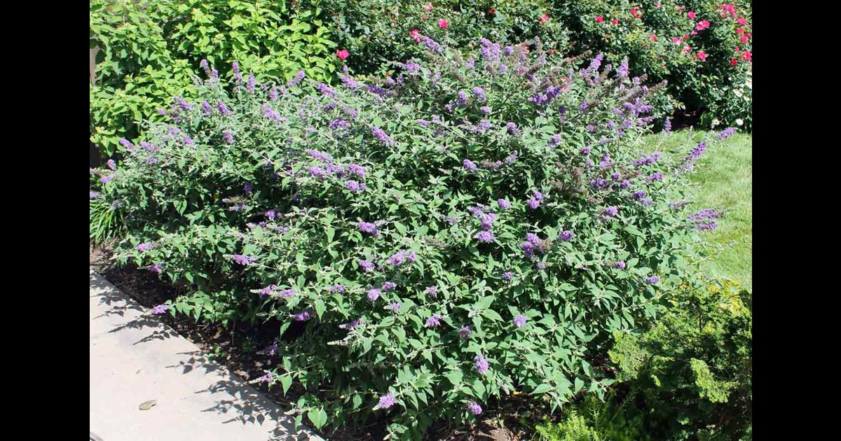 Small Plants for Small Yards