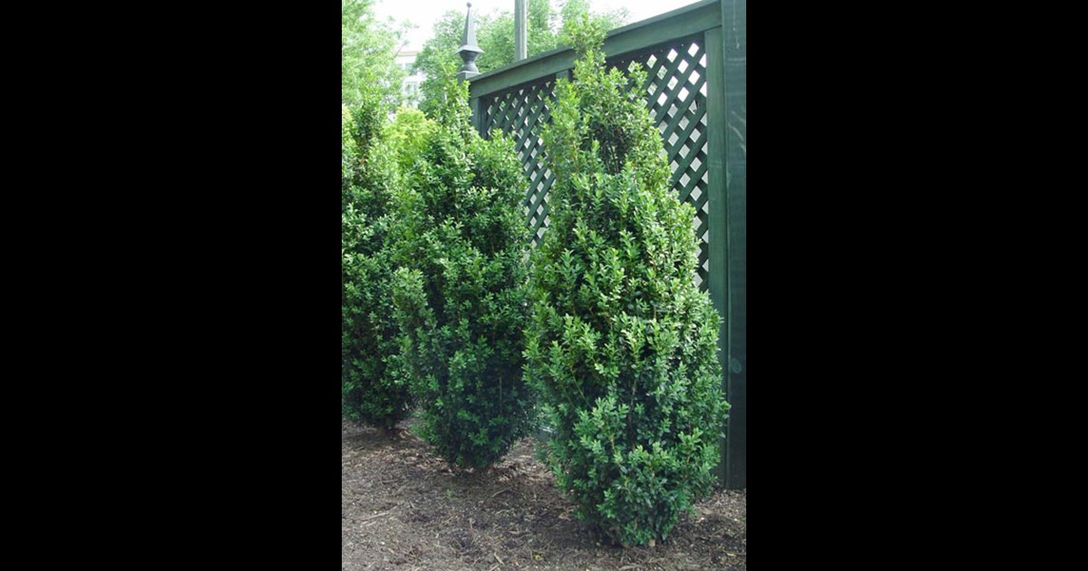 Narrow Upright Boxwood Green Mountain Boxwood | Pyramidal Boxwood