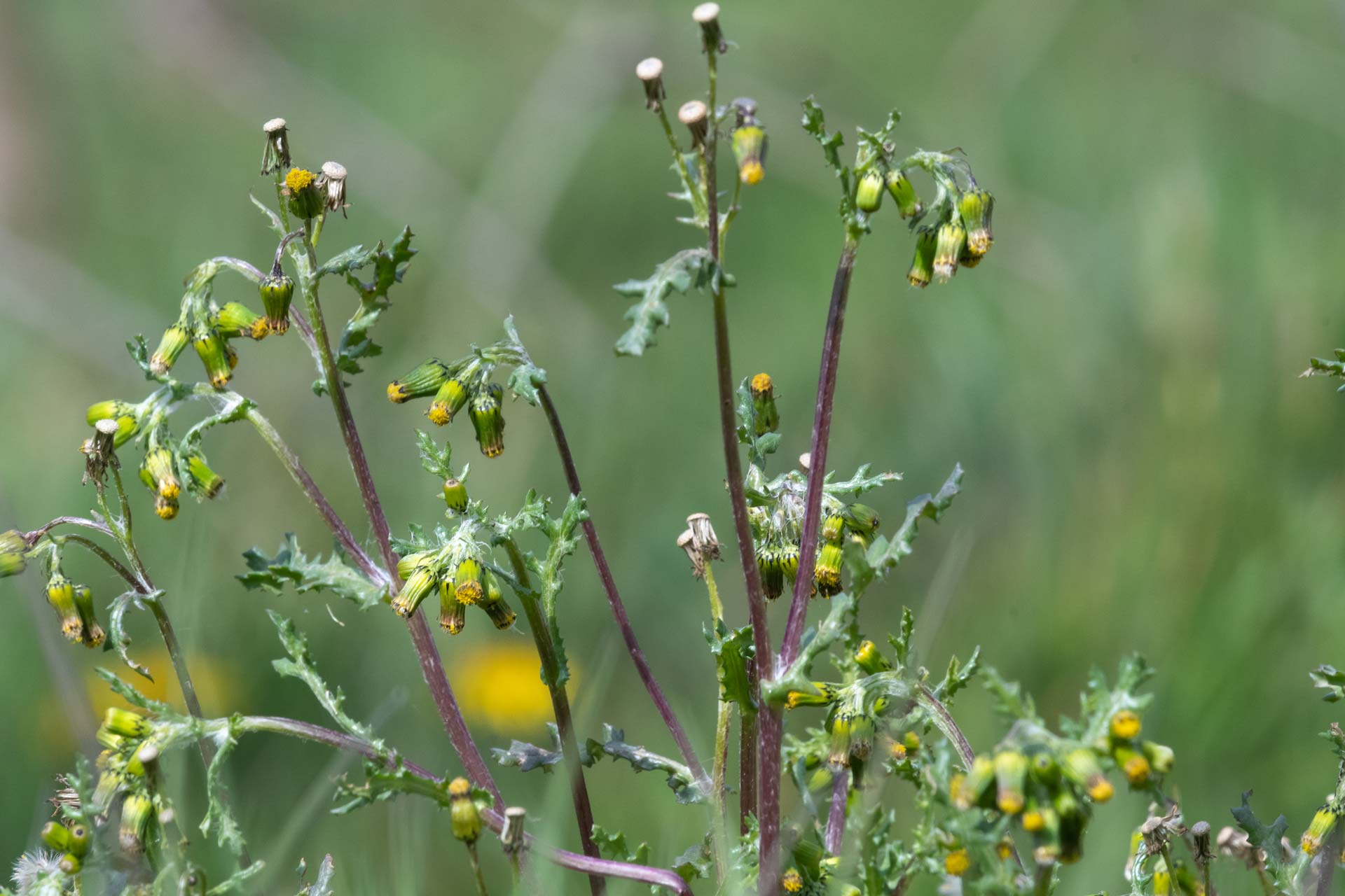 How to Control Groundsel