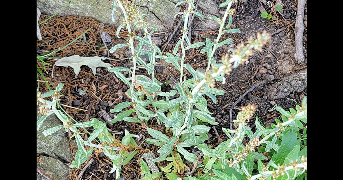 small cudweed