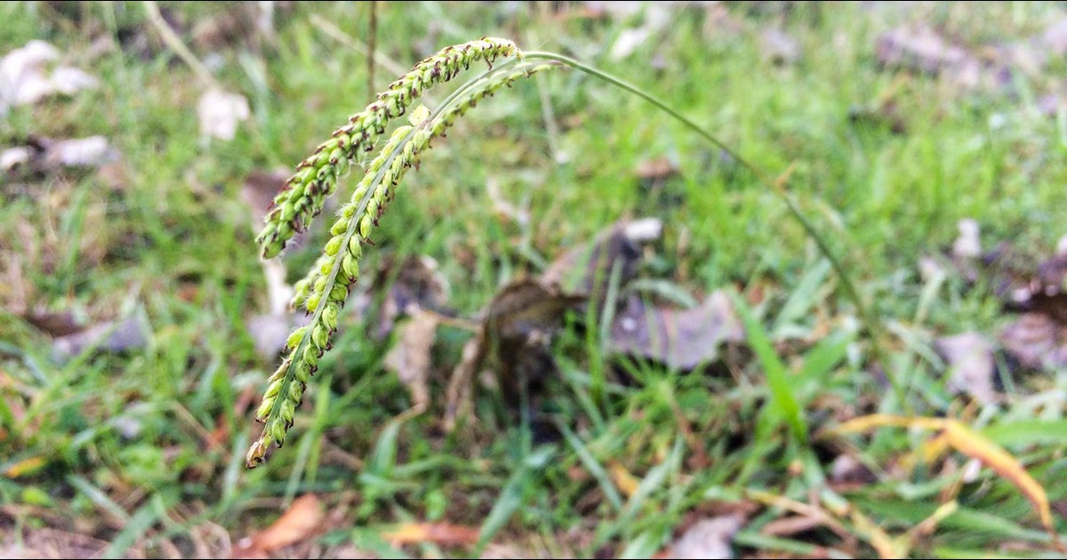 dallisgrass
