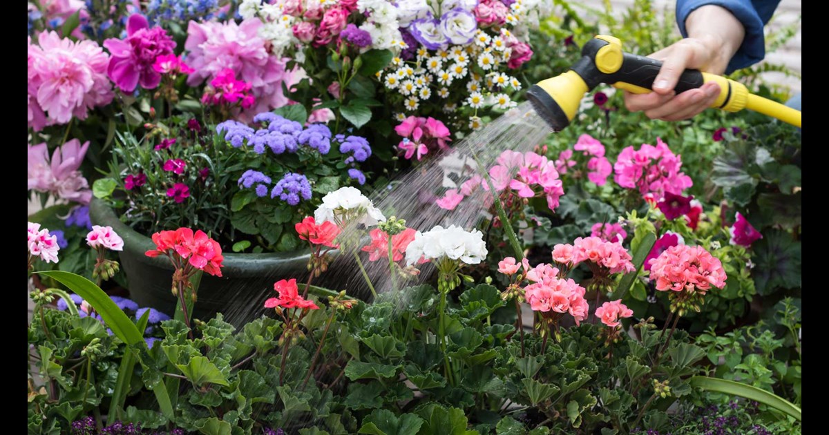 Why It’s So Important to Get Watering Right in Summer Gardens