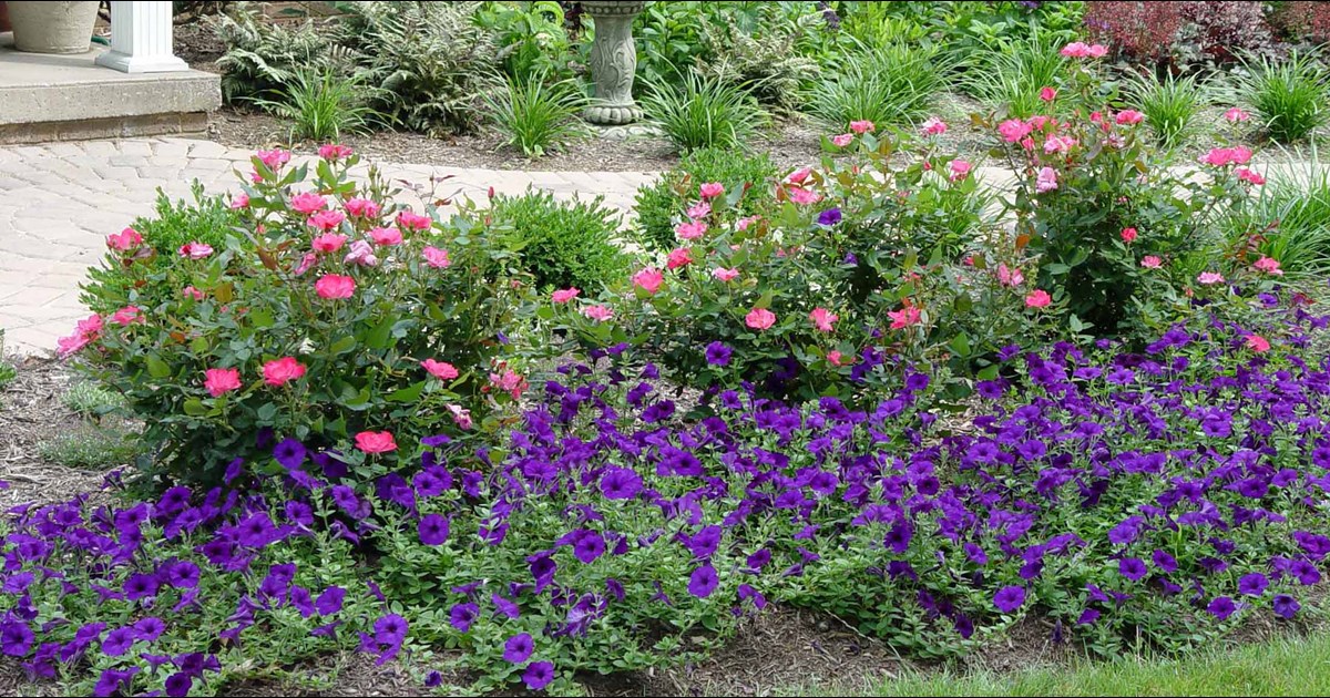 The Best Compact Shrubs for Front-Yard Gardens