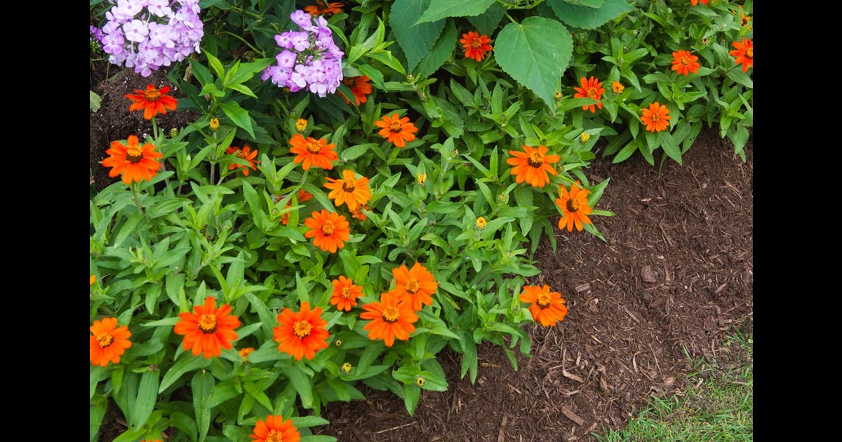 How it Works: Preen Garden Weed Preventers