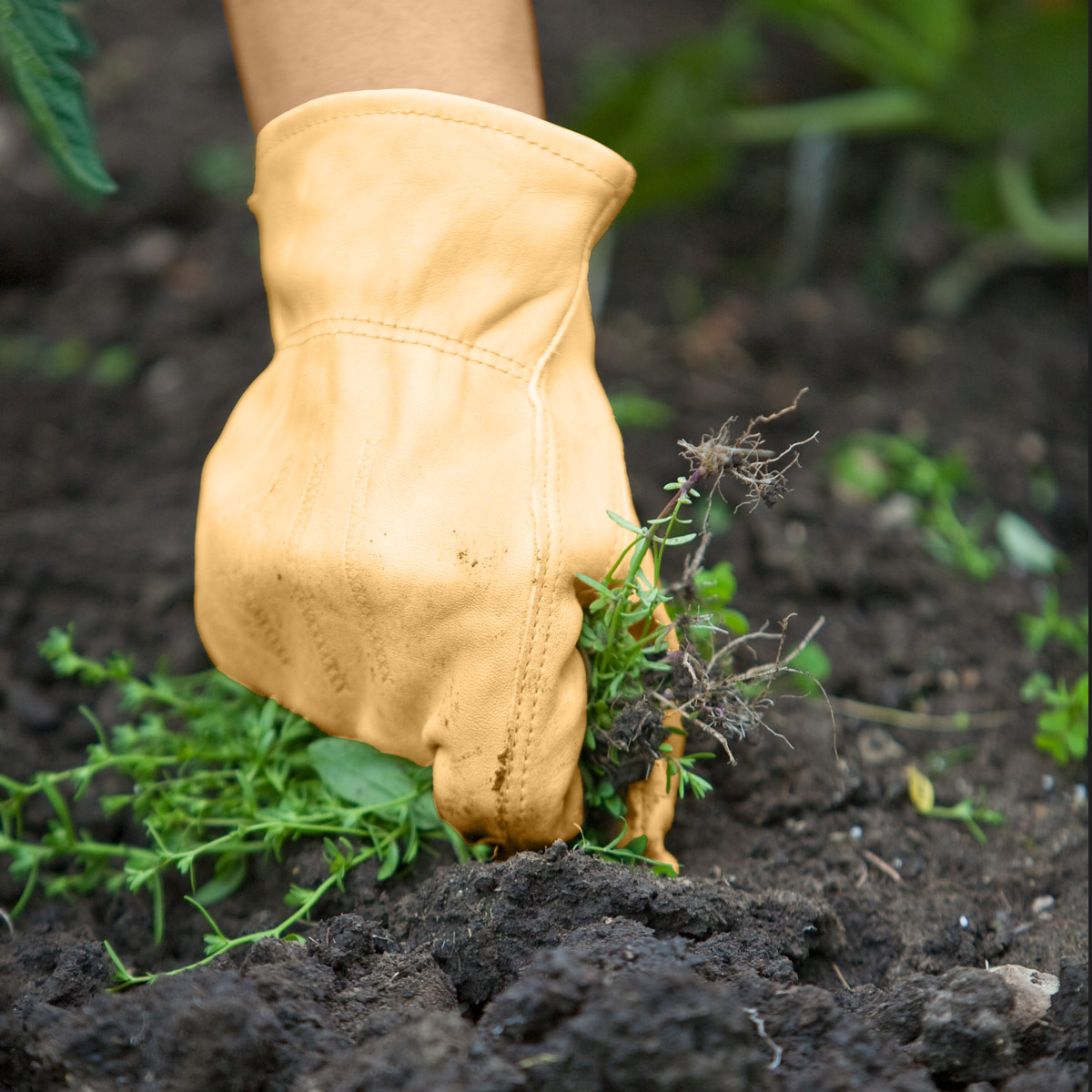 How to Control Chickweed