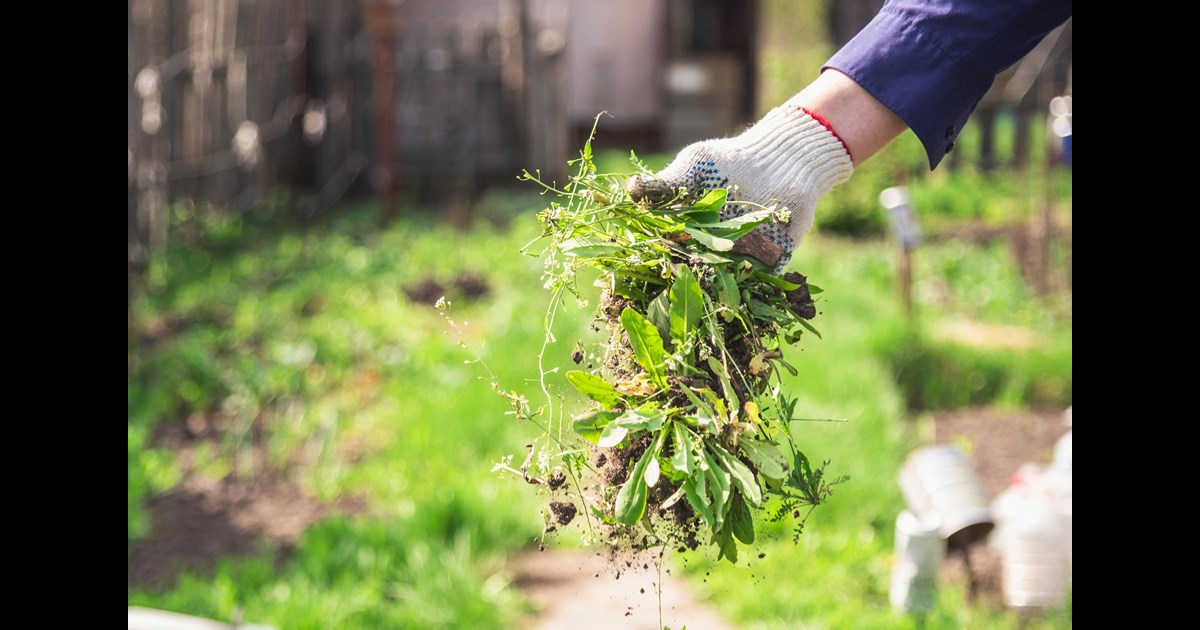 Spring Weed Control Guide