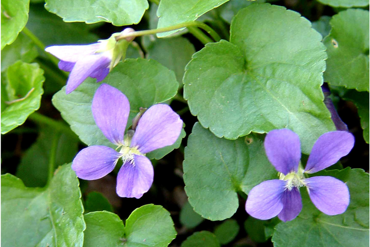 wild violet