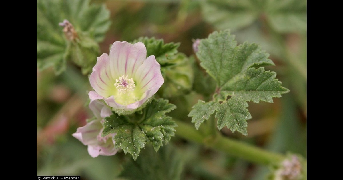 Common Mallow: Hollyhock Look-Alikes Spread by Seed